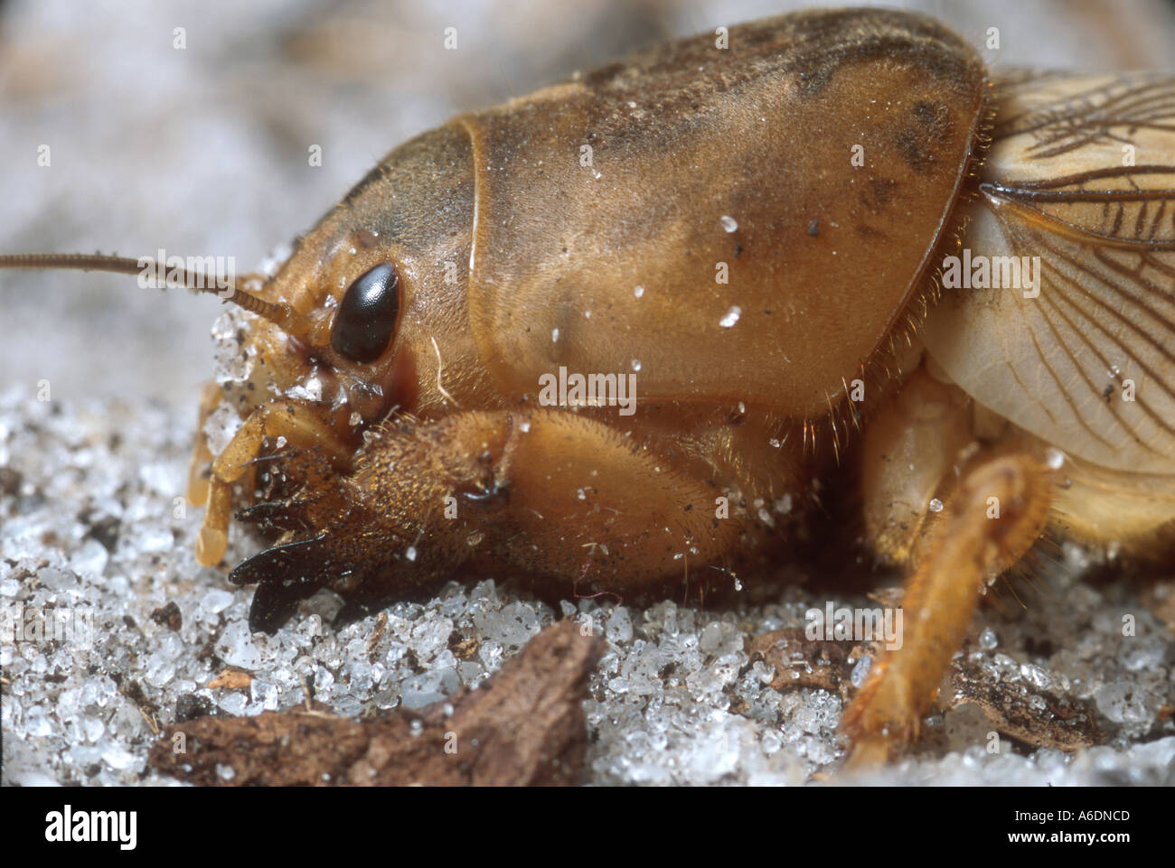 Northern mole cricket Gryllotalpa hexadactyla insects bugs burrowing ...