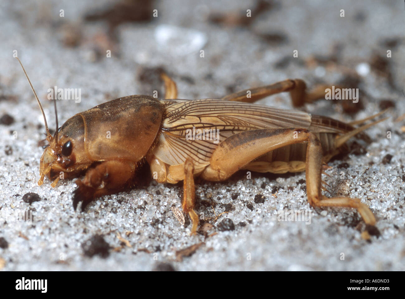 Northern mole cricket Gryllotalpa hexadactyla Stock Photo - Alamy