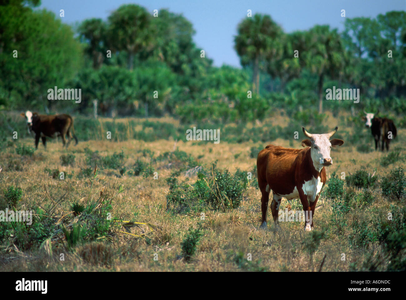 Florida beef cattle farming farms ranches meat Stock Photo - Alamy