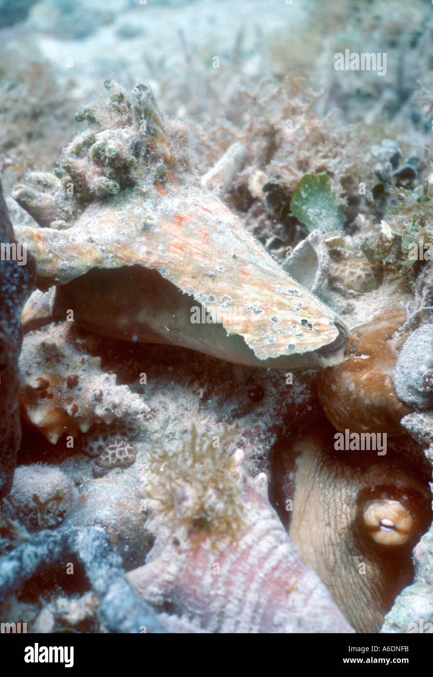 Octopus Cephalopod class In a hole at Bahia Honda State Park in the ...