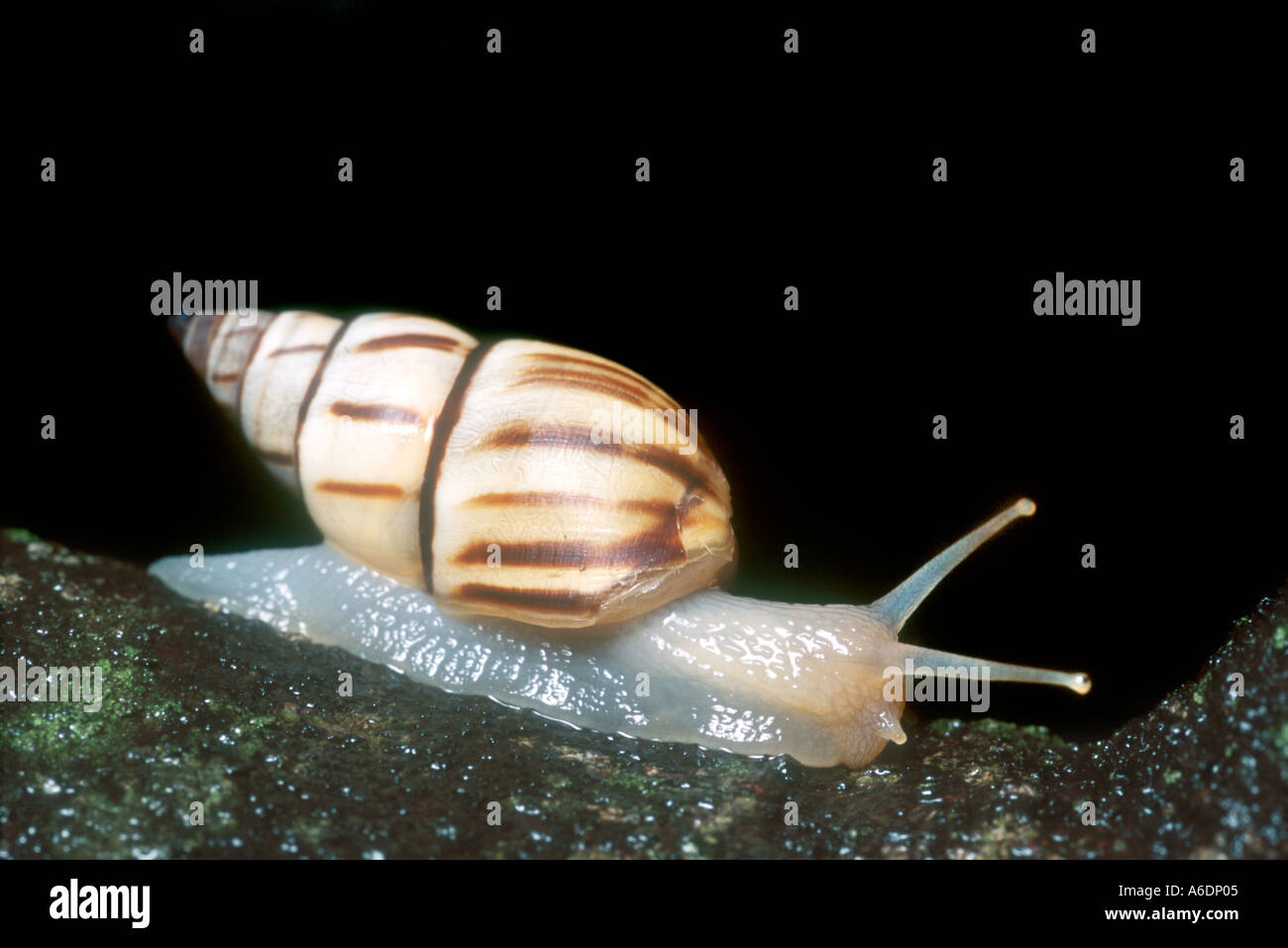 Florida tree snail Liguus fasciatus snails Stock Photo - Alamy