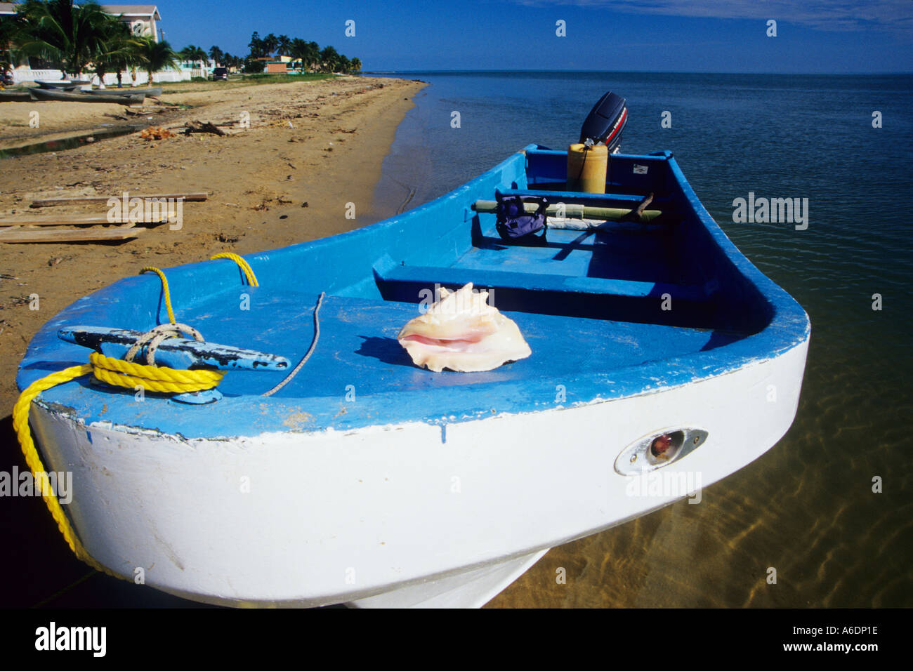 Fishing boat and Conch shell Belize Stock Photo - Alamy