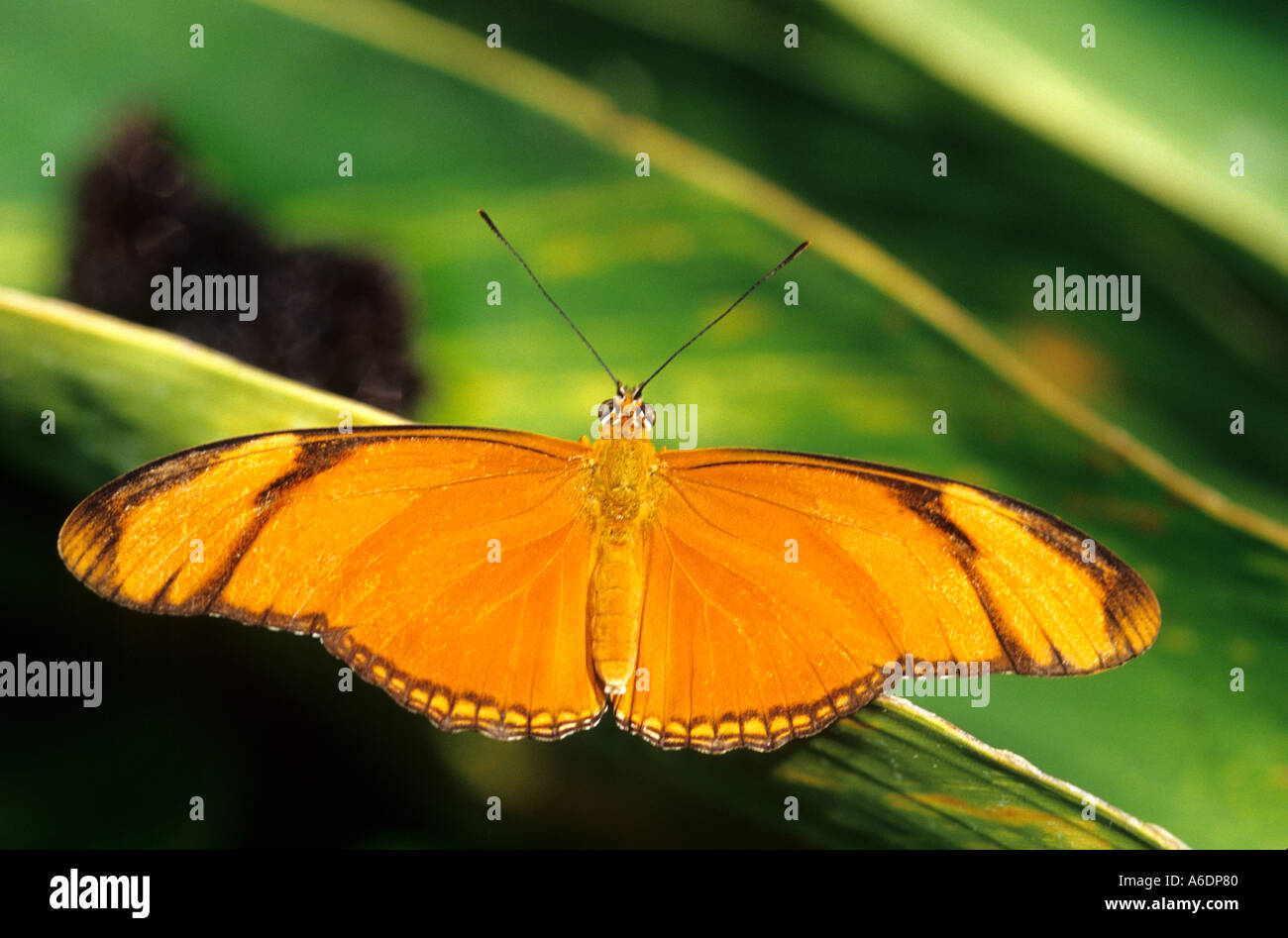 Julia Butterfly Open Wings High Resolution Stock Photography and Images ...