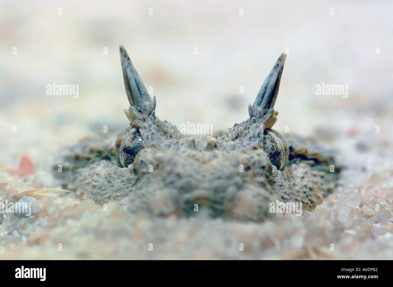Rhinoceros Viper Bitis nasicornis snake found in wetlands and ...