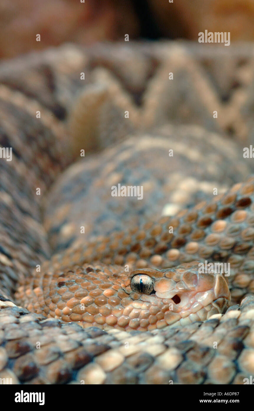 Aruba Island Rattlesnake Crotalus unicolor poisonous venomous snakes ...
