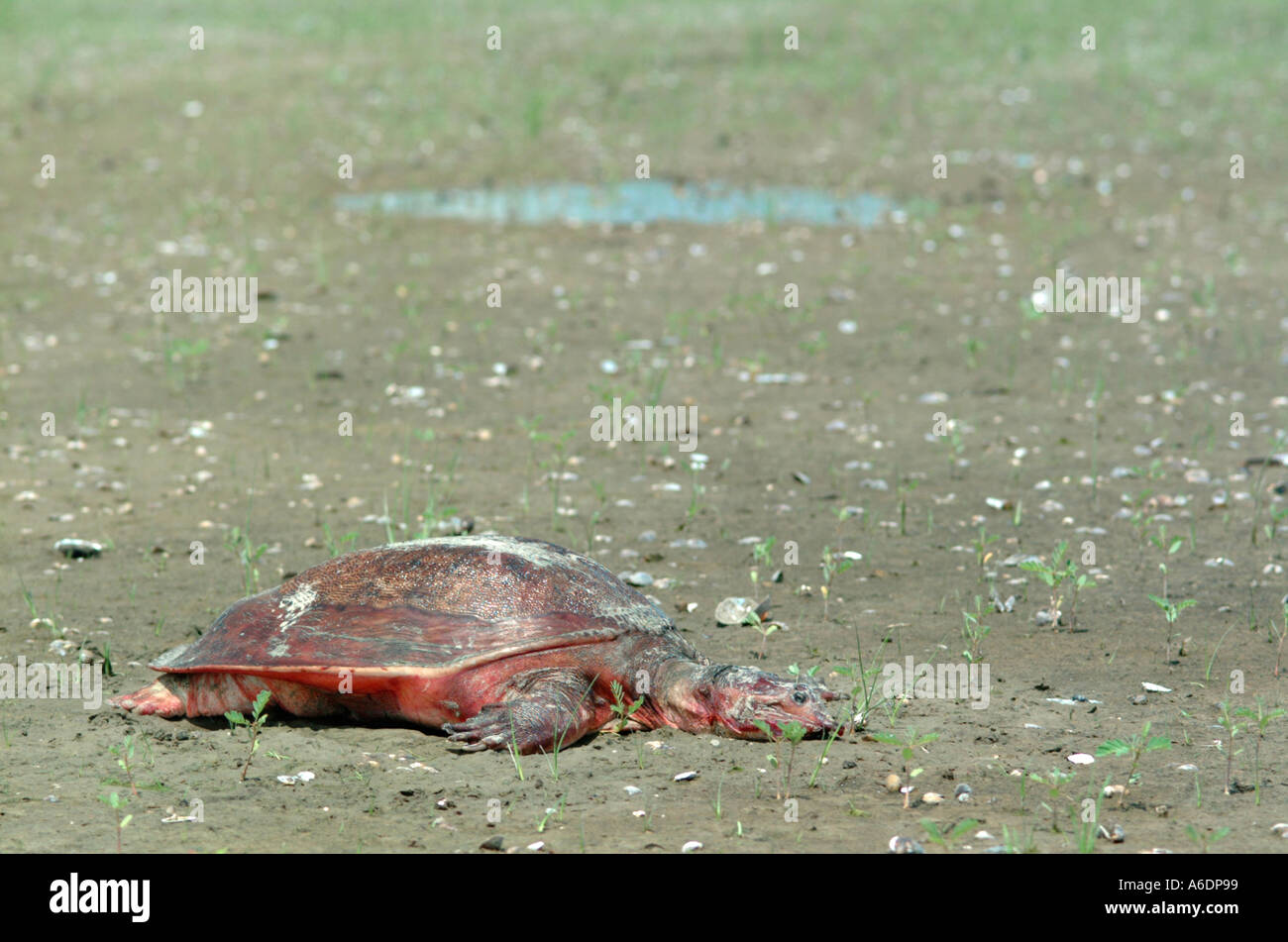 Florida softshell turtle Trionyx ferox on exposed lakebed along the ...