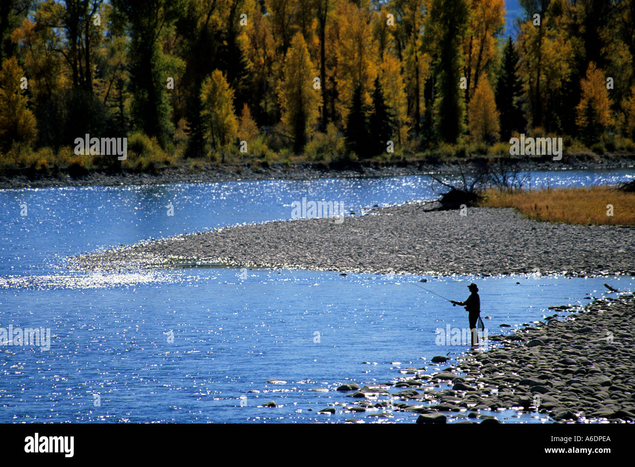 Fly fisherman on Snake River Grand Teton National Park Wyoming Stock ...