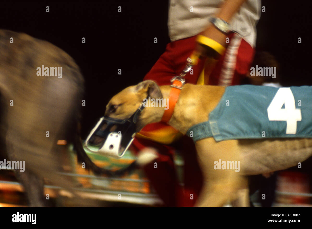 Dog track florida hi-res stock photography and images - Alamy