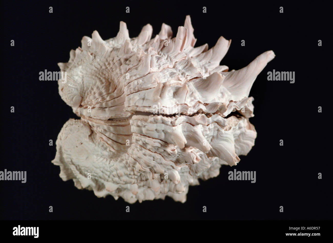 Fossil mollusk shells hi-res stock photography and images - Alamy
