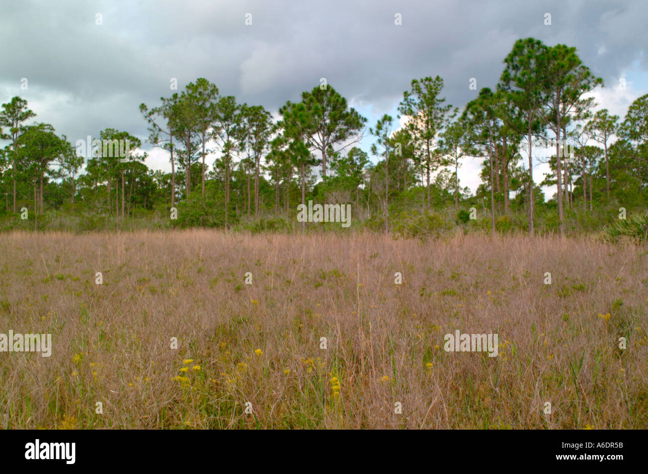 depression marsh Saint Lucie County Florida Stock Photo - Alamy