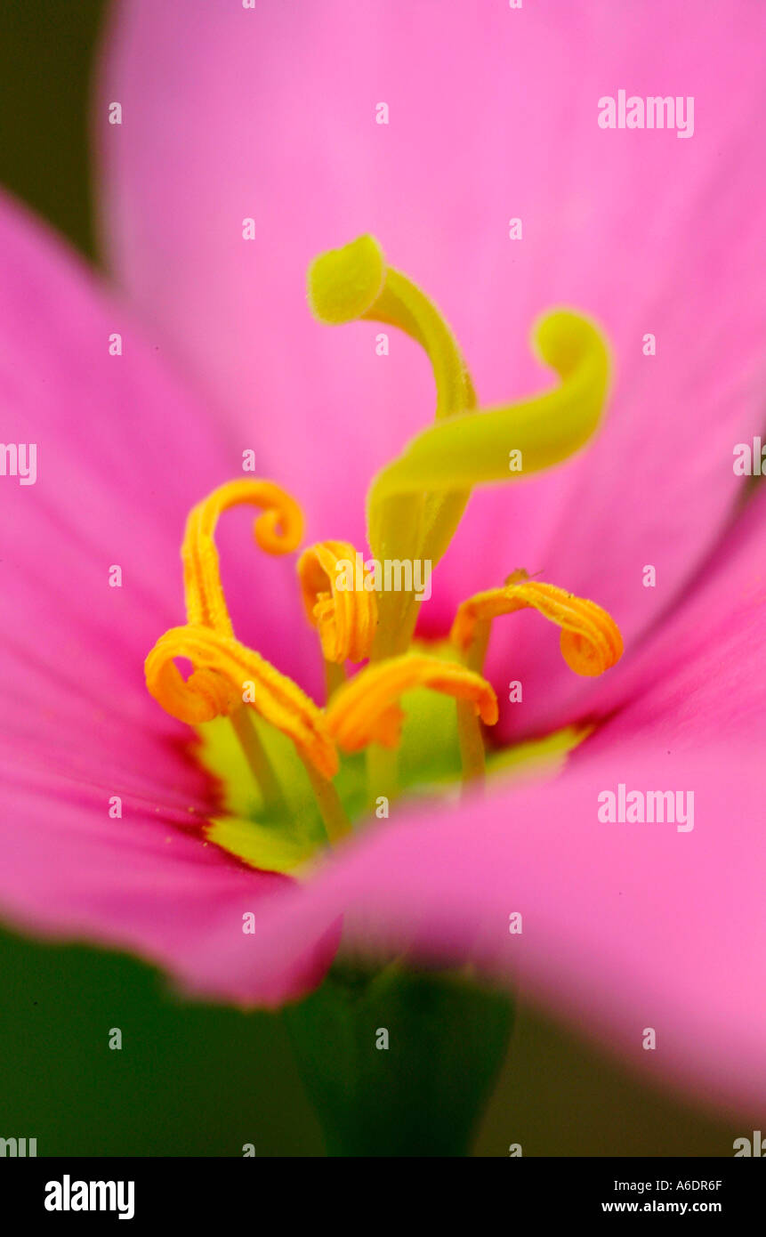 large flowered sabatia Sabatia grandiflora close up of flower Stock ...