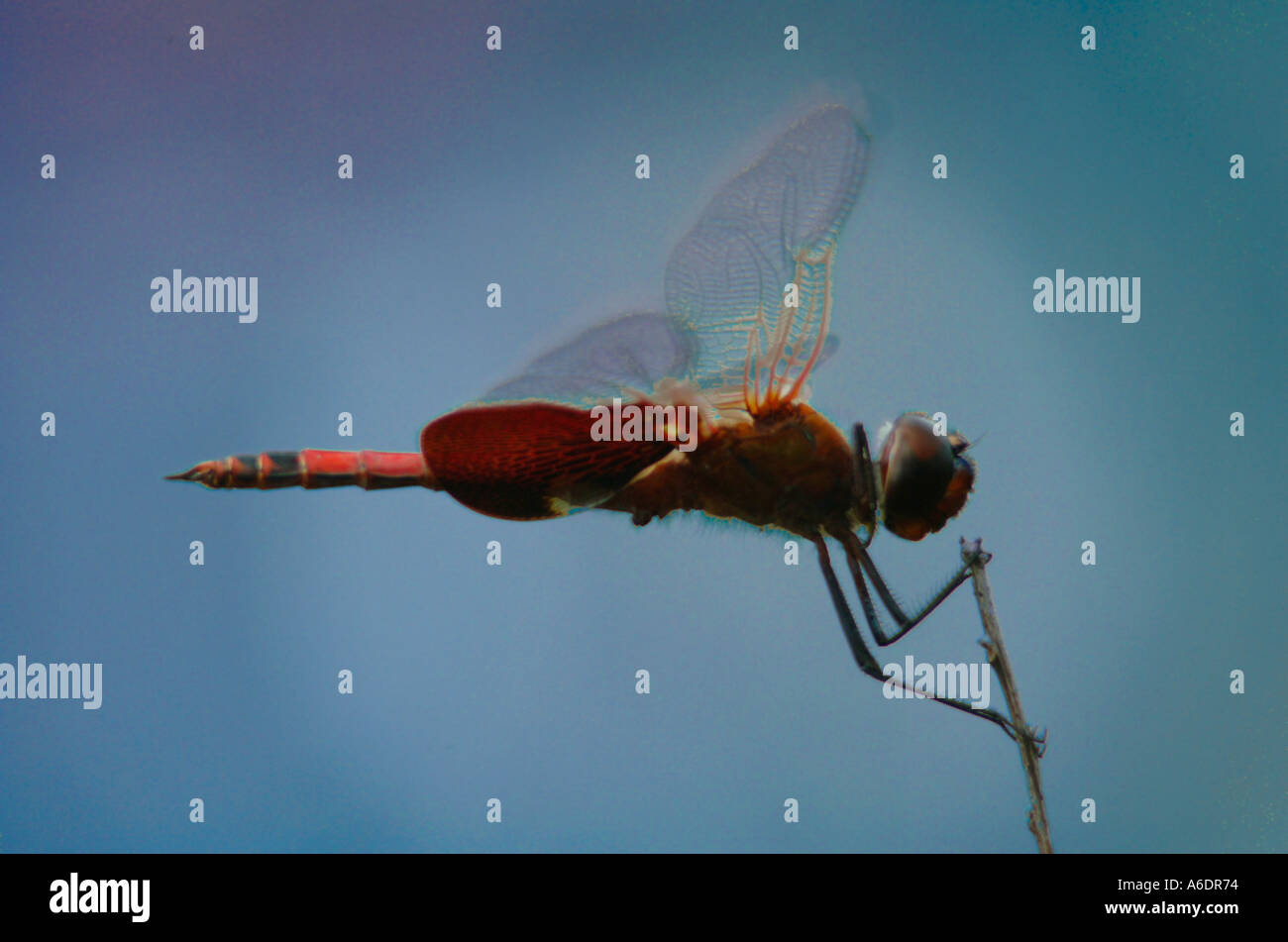 insect bug flying Stock Photo - Alamy