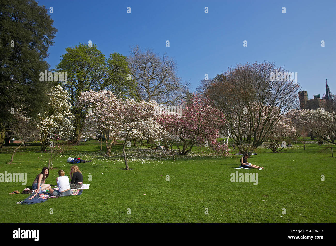 People having a Picnic near Magnolia Trees in Bloom in Bute Park ...