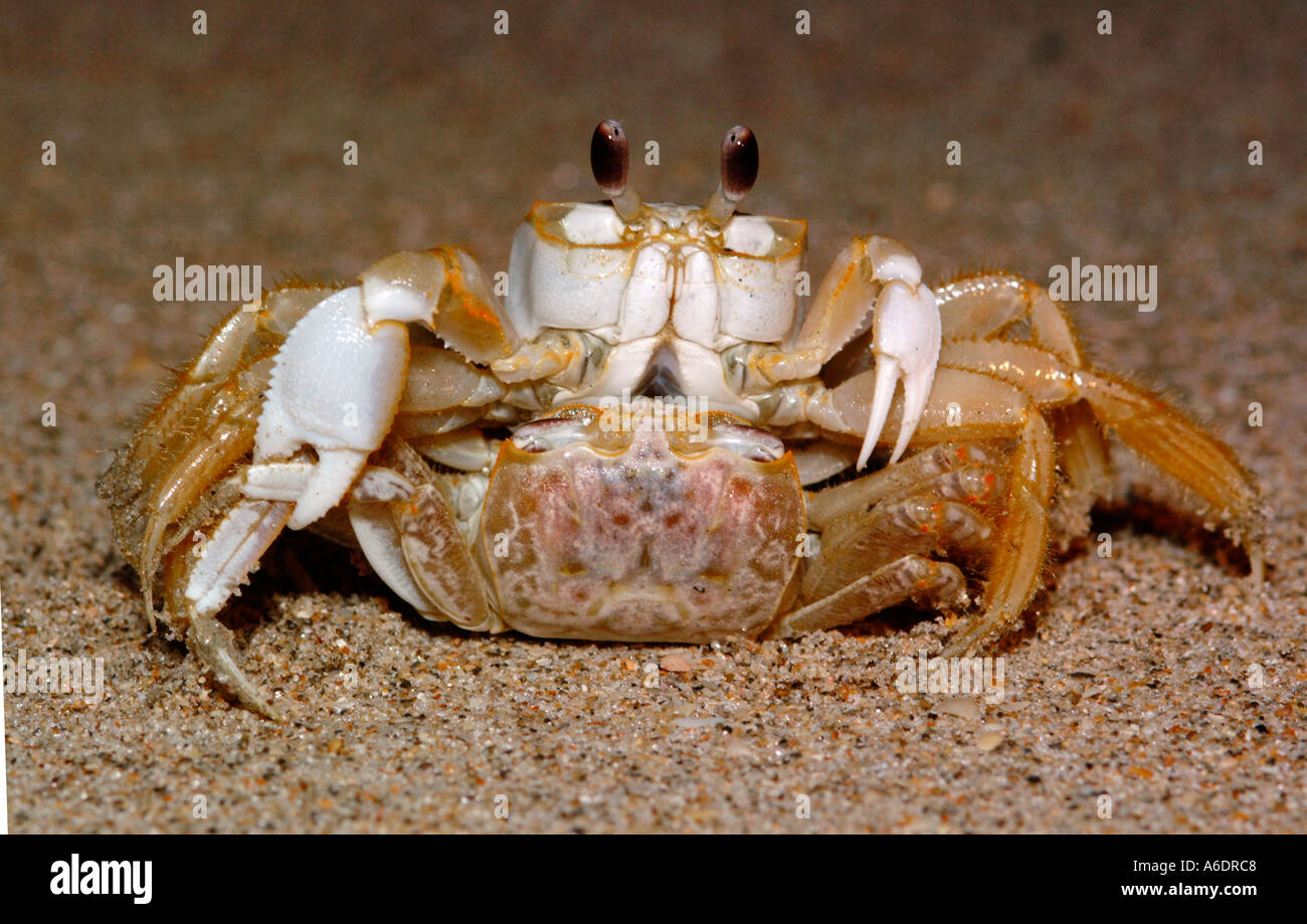 ghost crabs Ocypode quadrata mating Stock Photo - Alamy