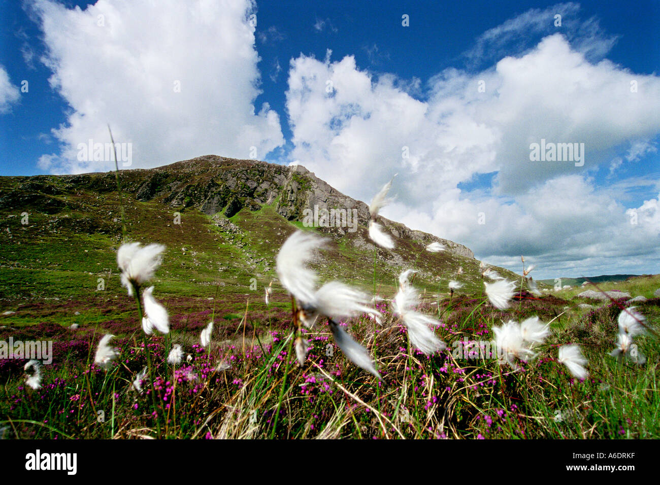 Bog Cotton on the Mournes, Co. Down, Northern Ireland Stock Photo - Alamy