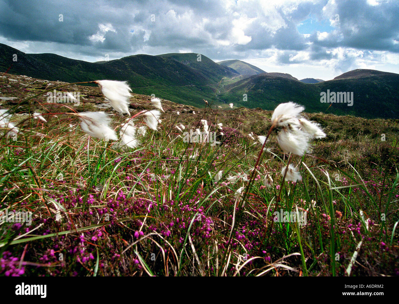 Bog cotton ireland hi-res stock photography and images - Alamy