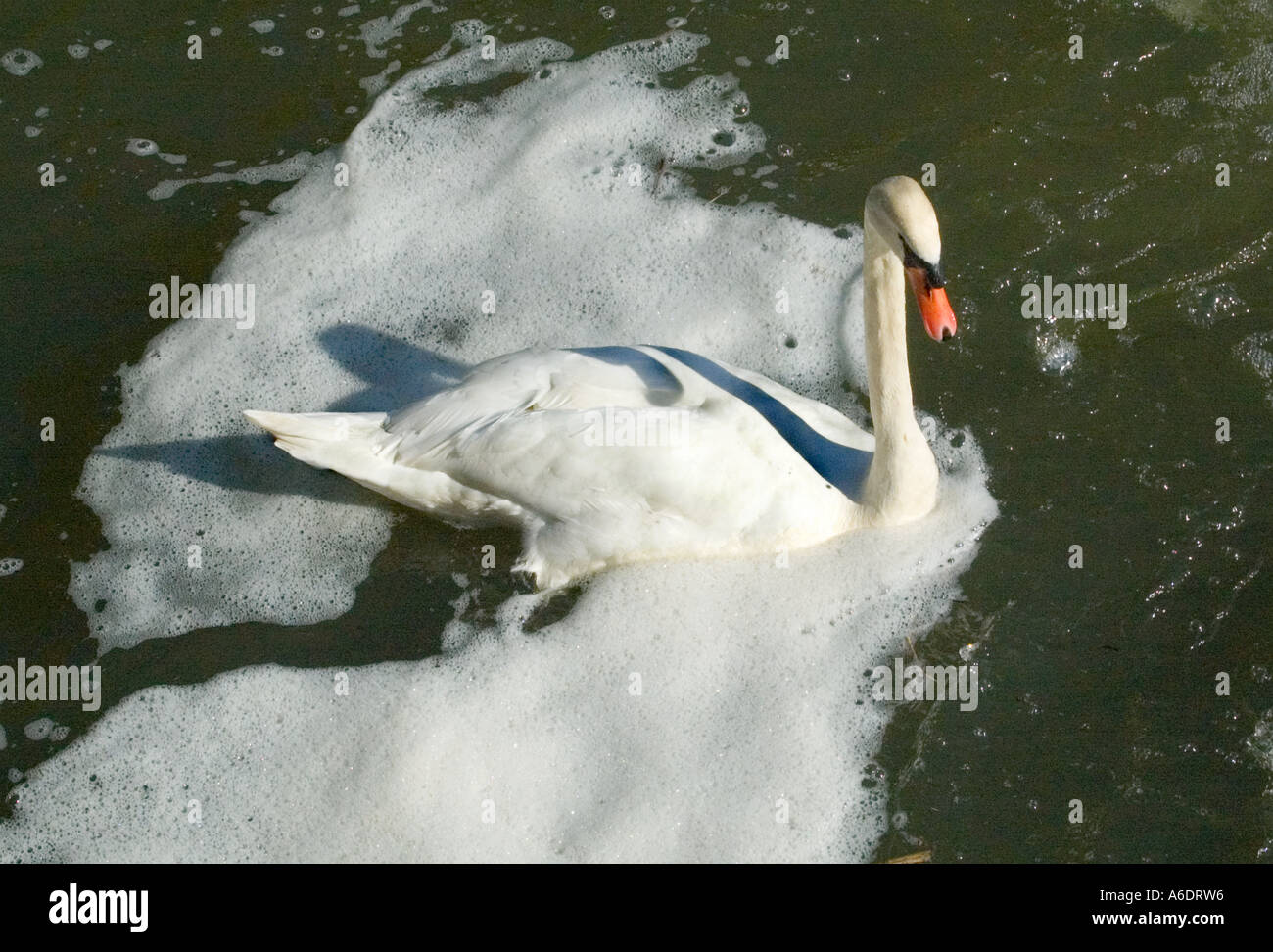 Swan at Ellingham Mill Stock Photo - Alamy