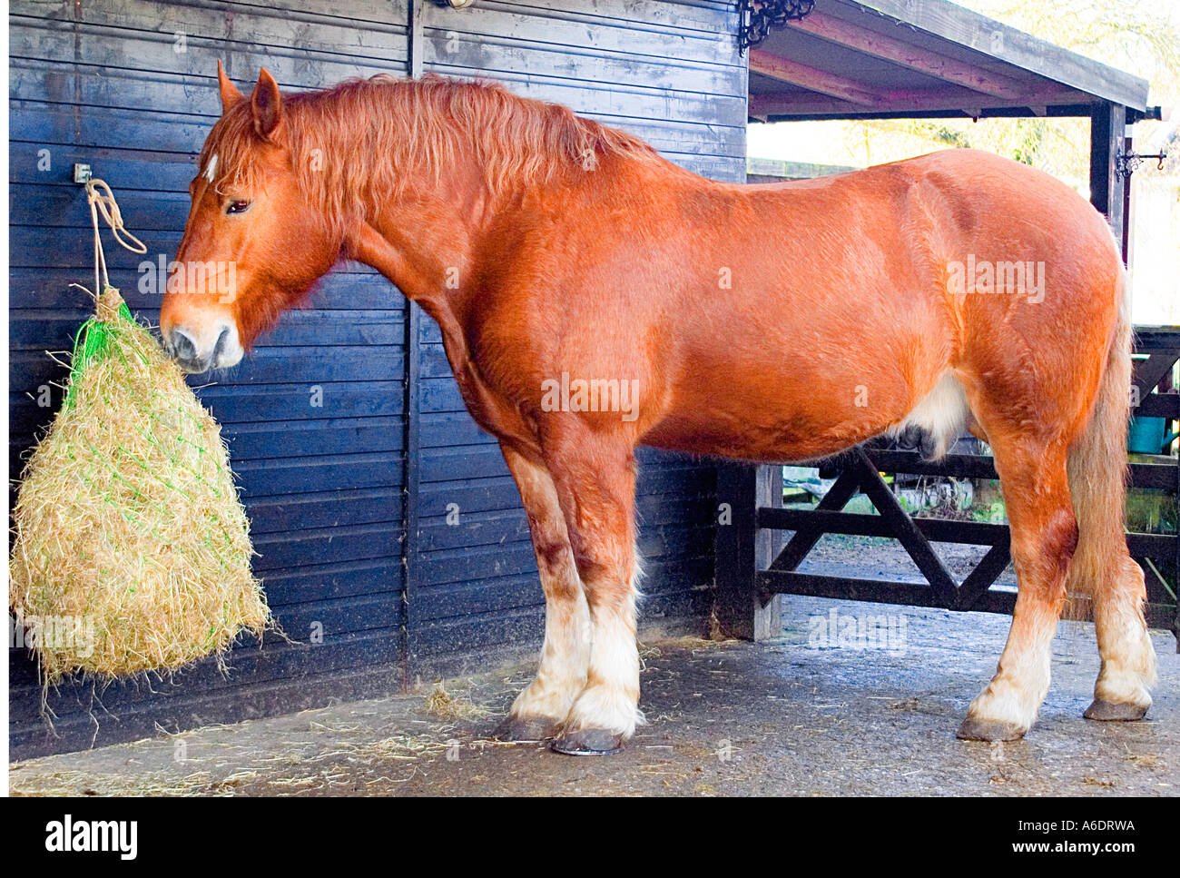 Suffolk Punch 2 Stock Photo - Alamy