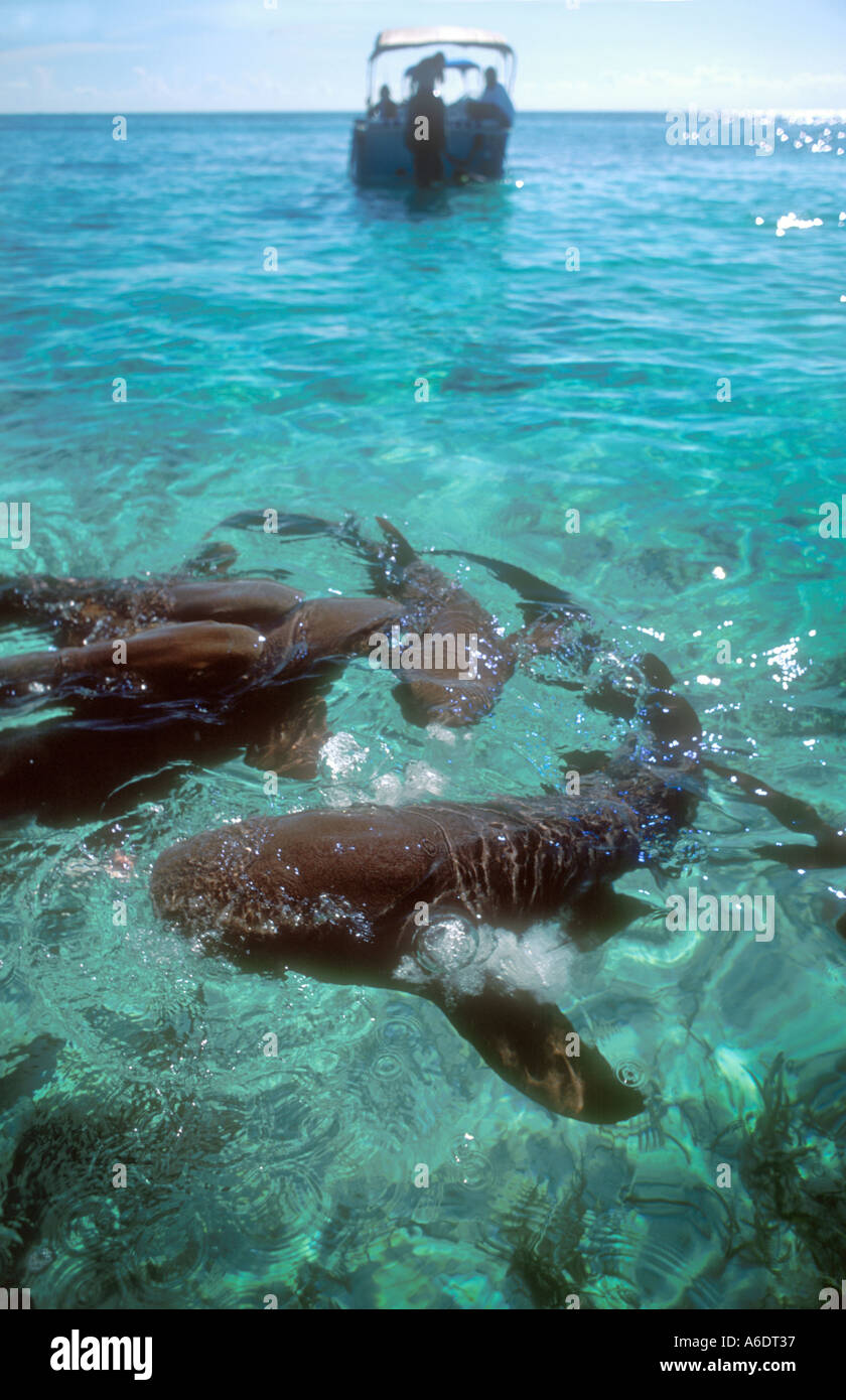 Nurse sharks swarm for handouts in Shark Ray Valley Ambergris Caye ...