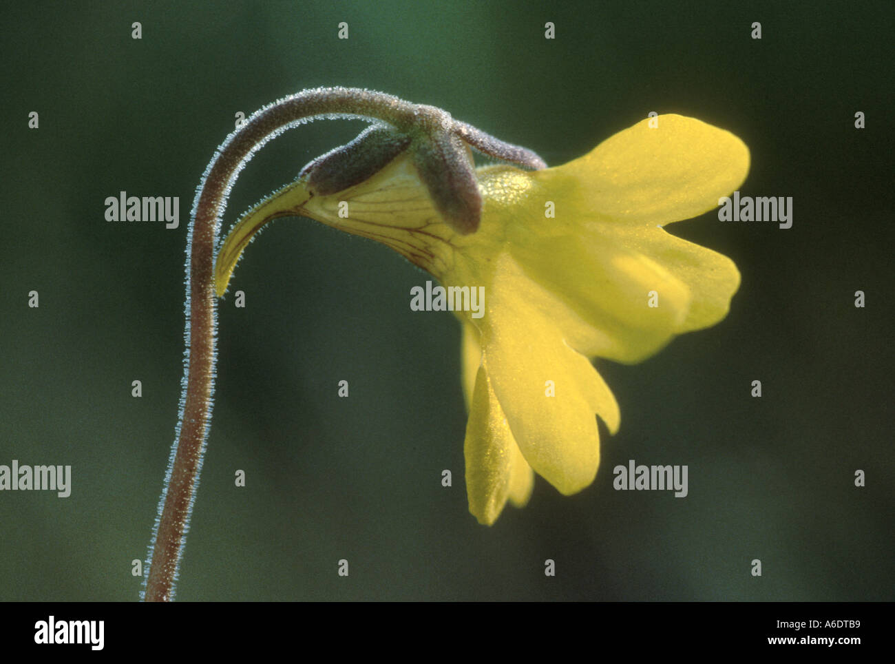 Butterwort Pinguicula lutea bladderwort family Threatened in Florida An ...
