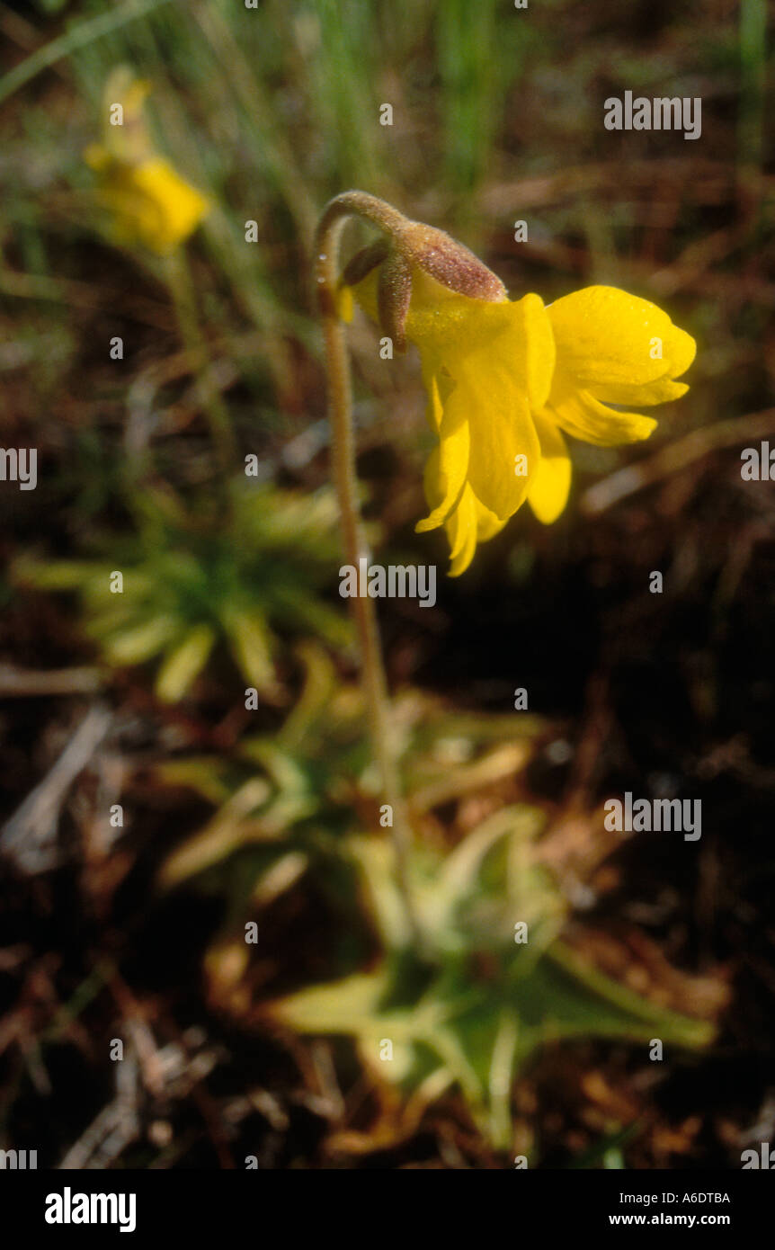 Butterwort Pinguicula lutea bladderwort family Threatened in Florida An ...