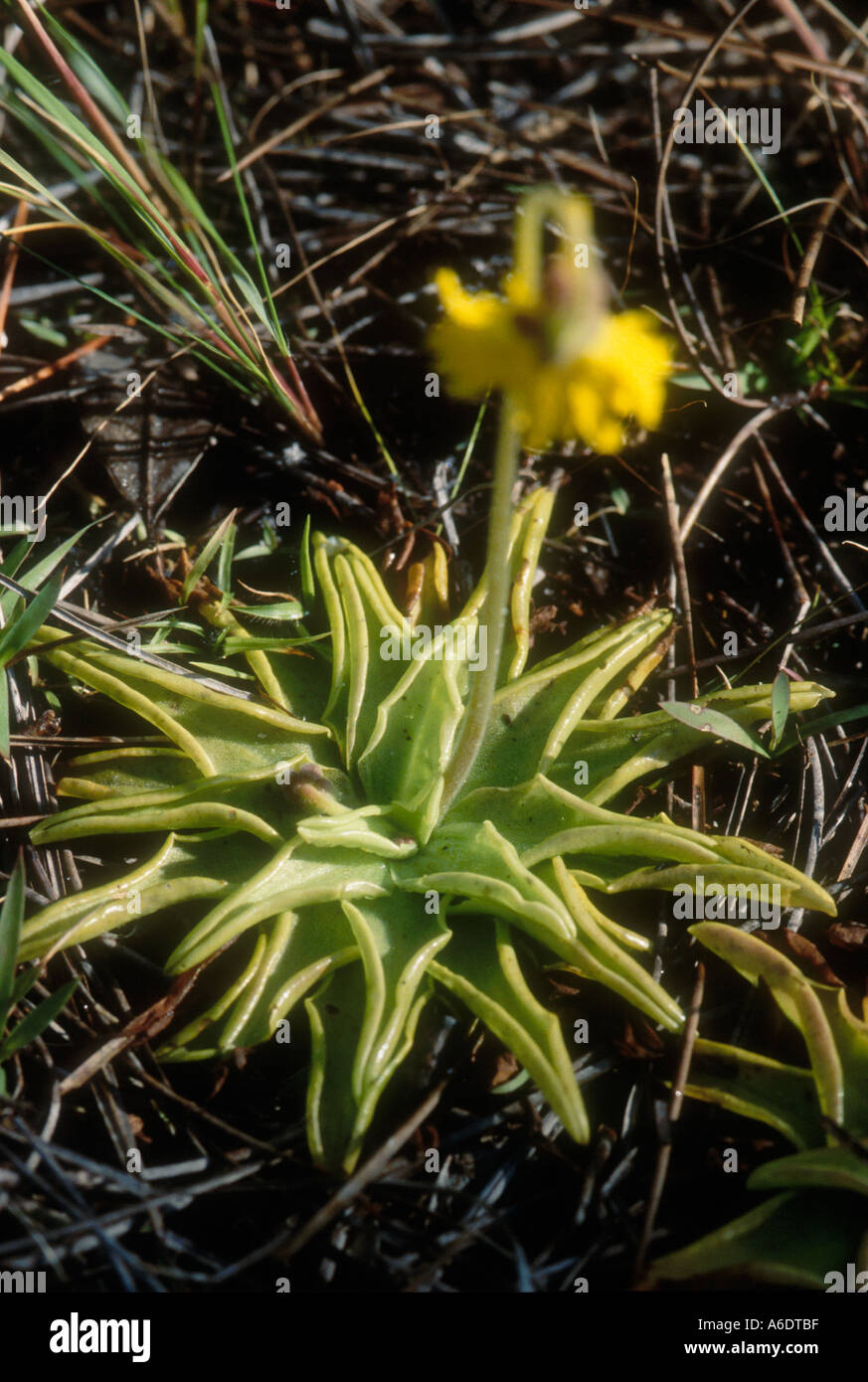 Butterwort Pinguicula lutea bladderwort family Threatened in Florida An ...