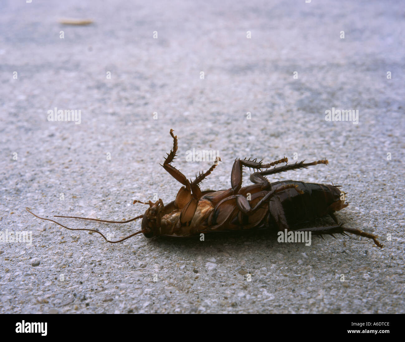 American cockroach Periplaneta americana dead on its back insects bugs ...