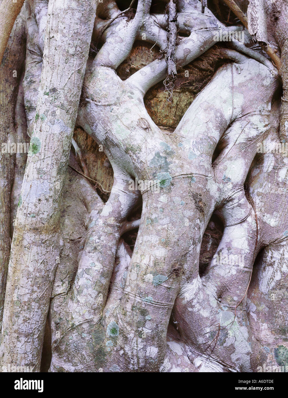 Strangler fig host hi-res stock photography and images - Alamy