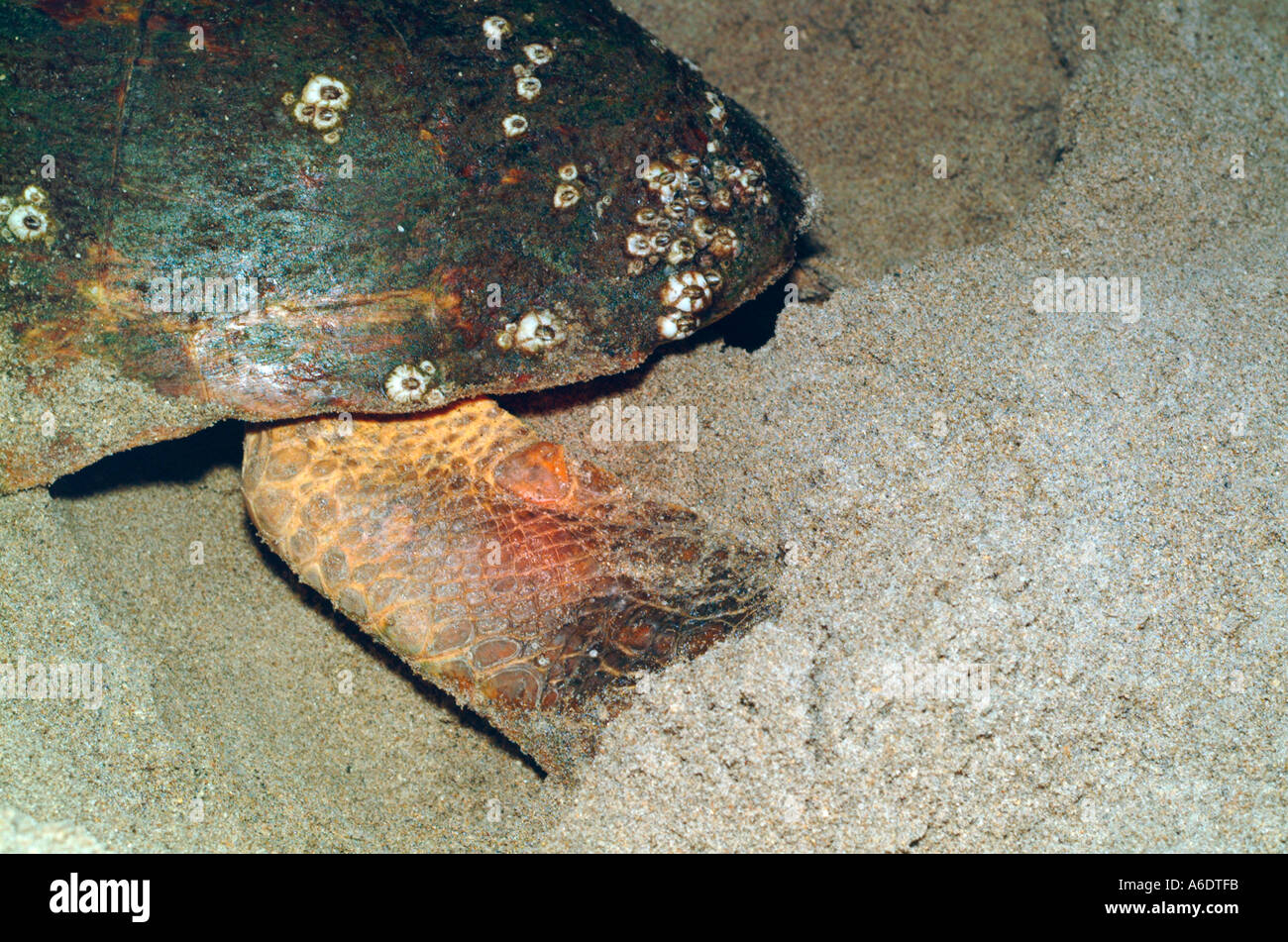 Loggerhead sea turtle laying eggs in the sand on a beach at night ...