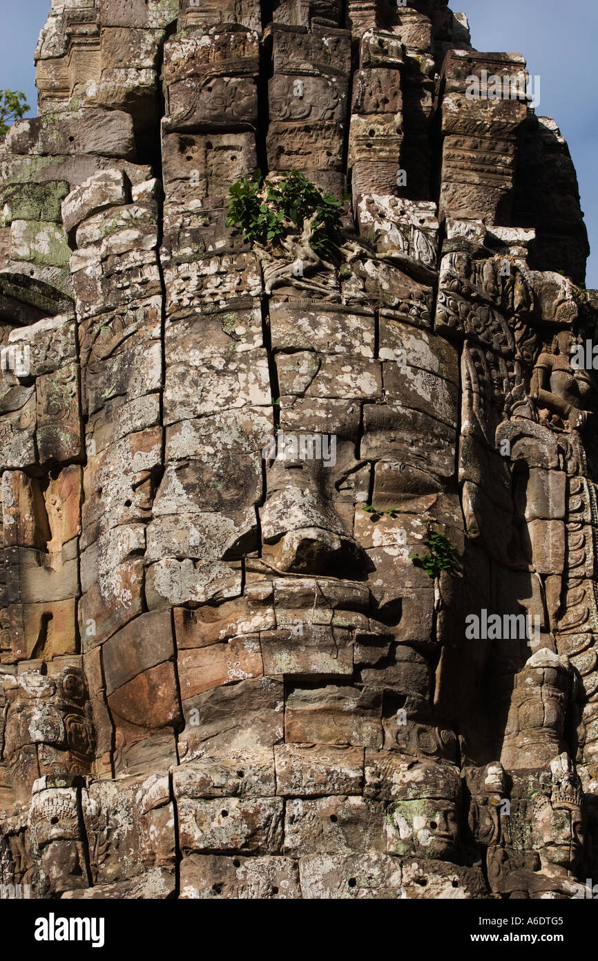 A strangler fig takes root in on a face tower gate of Ta Prohm at ...