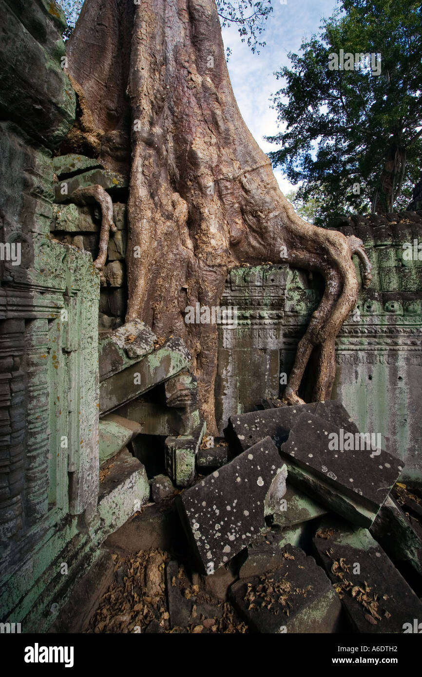A silk cotton or kapok tree Ceiba Pentandra grows over the Khmer ruins ...
