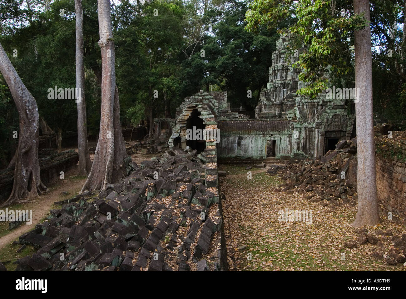 Silk cotton or kapok trees Ceiba Pentandra grow in the Khmer ruins of ...