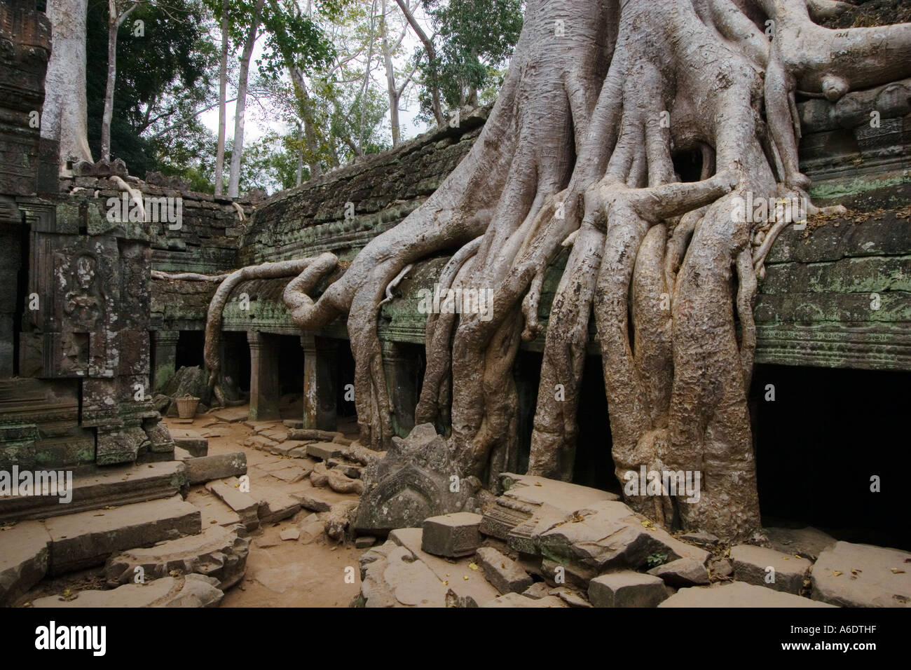 Silk cotton or kapok tree roots Ceiba Pentandra invades the Khmer ruins ...