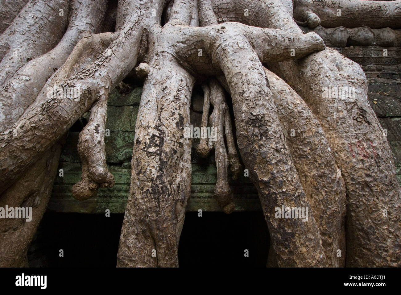 Silk cotton or kapok tree roots Ceiba Pentandra invades the Khmer ruins ...