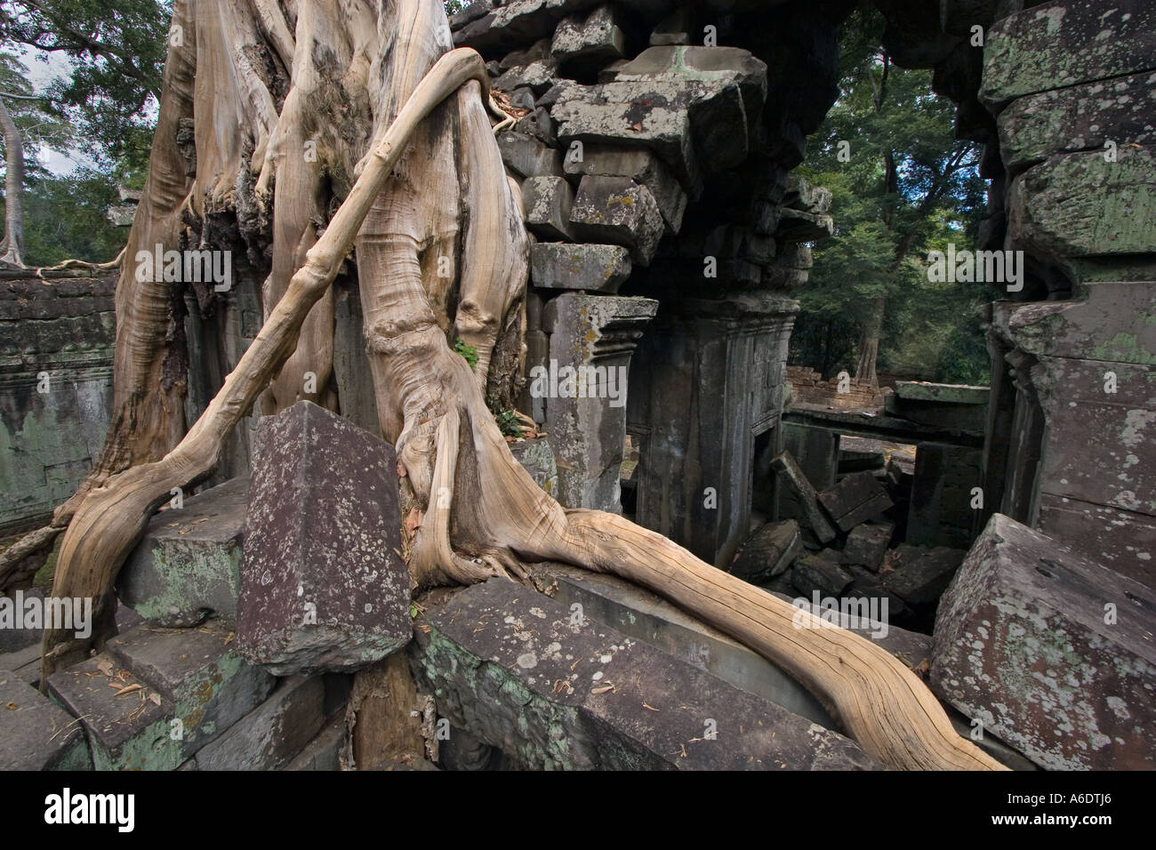 Silk cotton or kapok tree roots Ceiba Pentandra invade the Khmer ruins ...