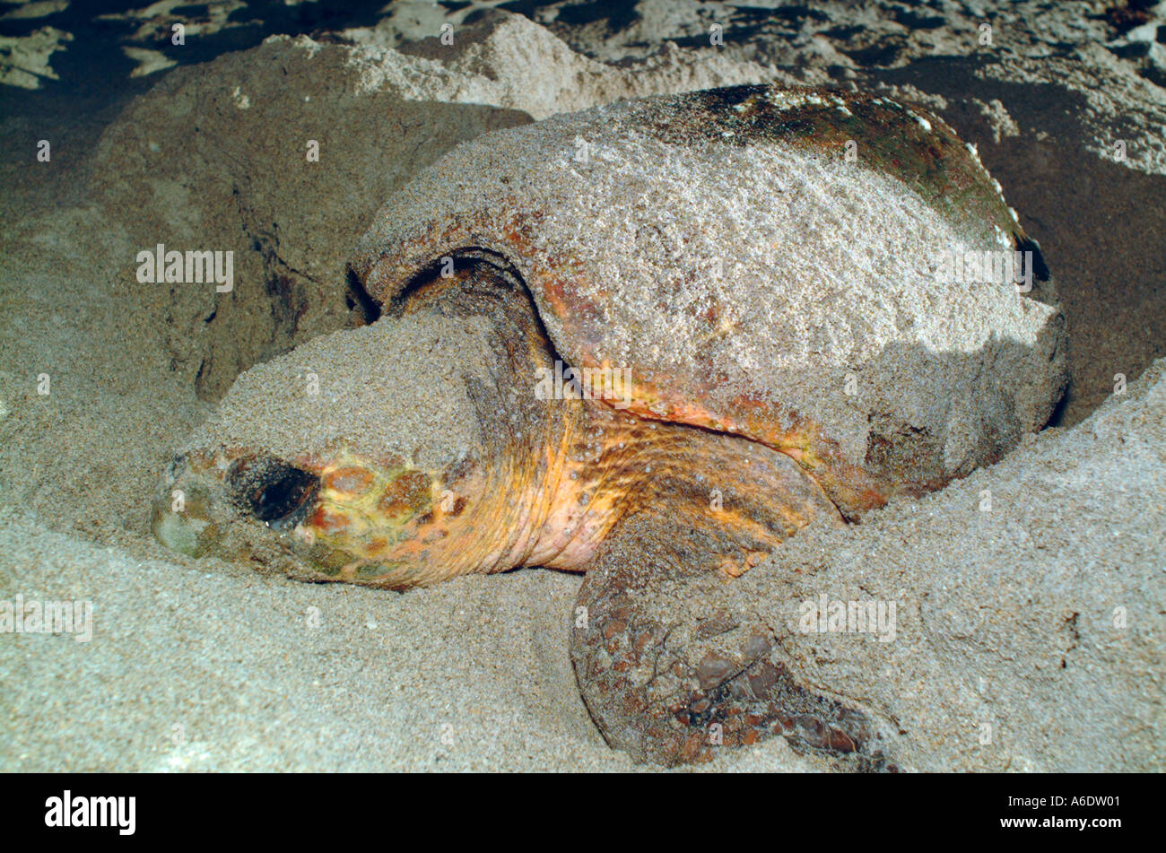 Loggerhead sea turtle laying eggs in the sand on a beach at night ...