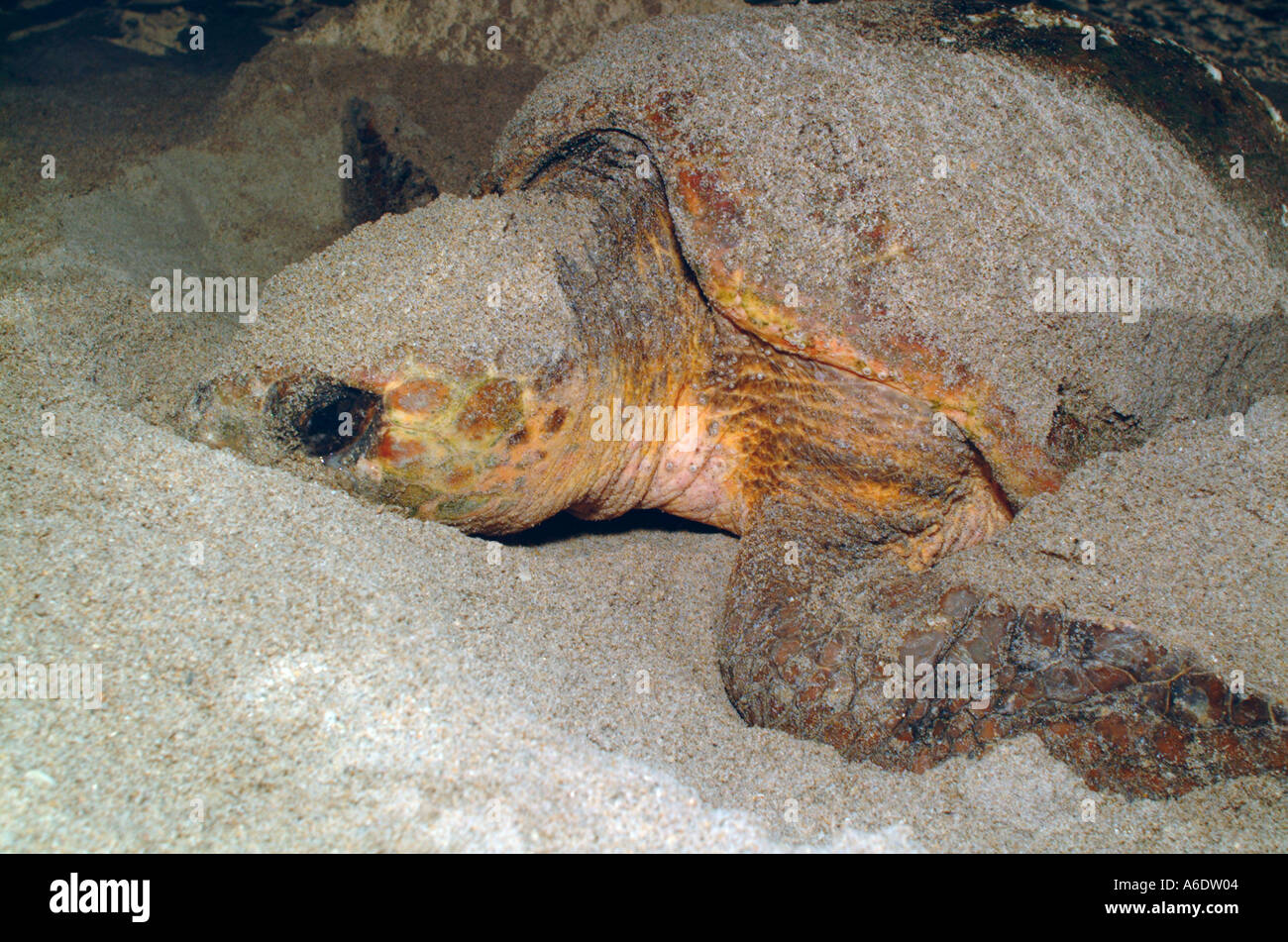 Loggerhead sea turtle laying eggs in the sand on a beach at night ...