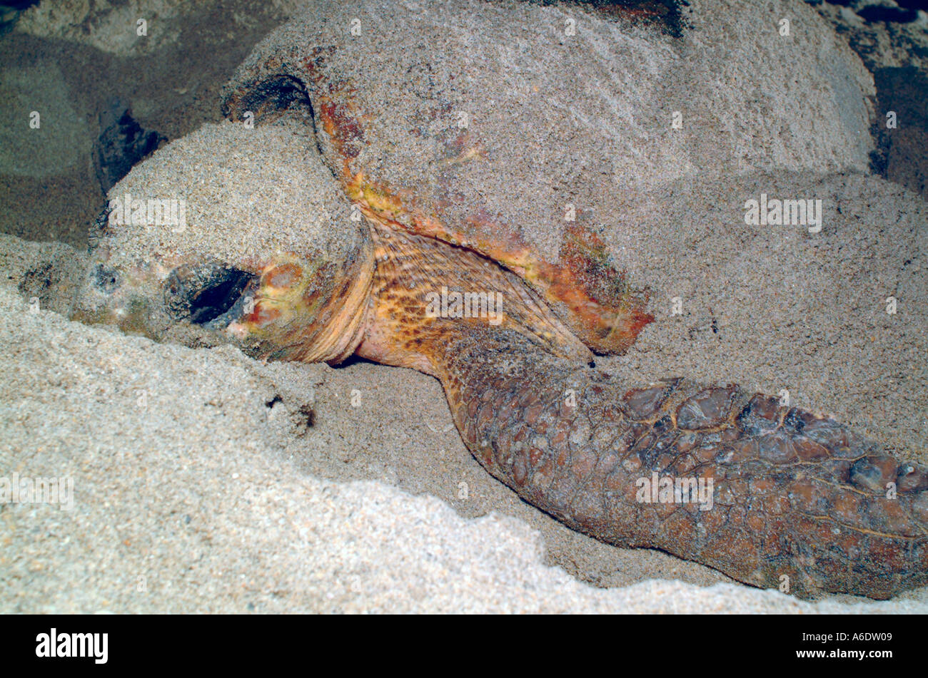 Loggerhead sea turtle laying eggs in the sand on a beach at night ...