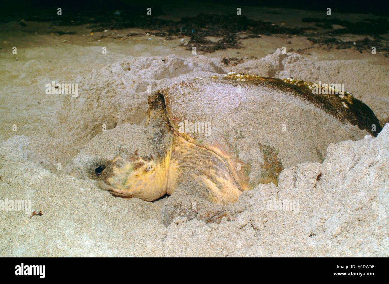 Loggerhead sea turtle laying eggs in the sand on a beach at night ...