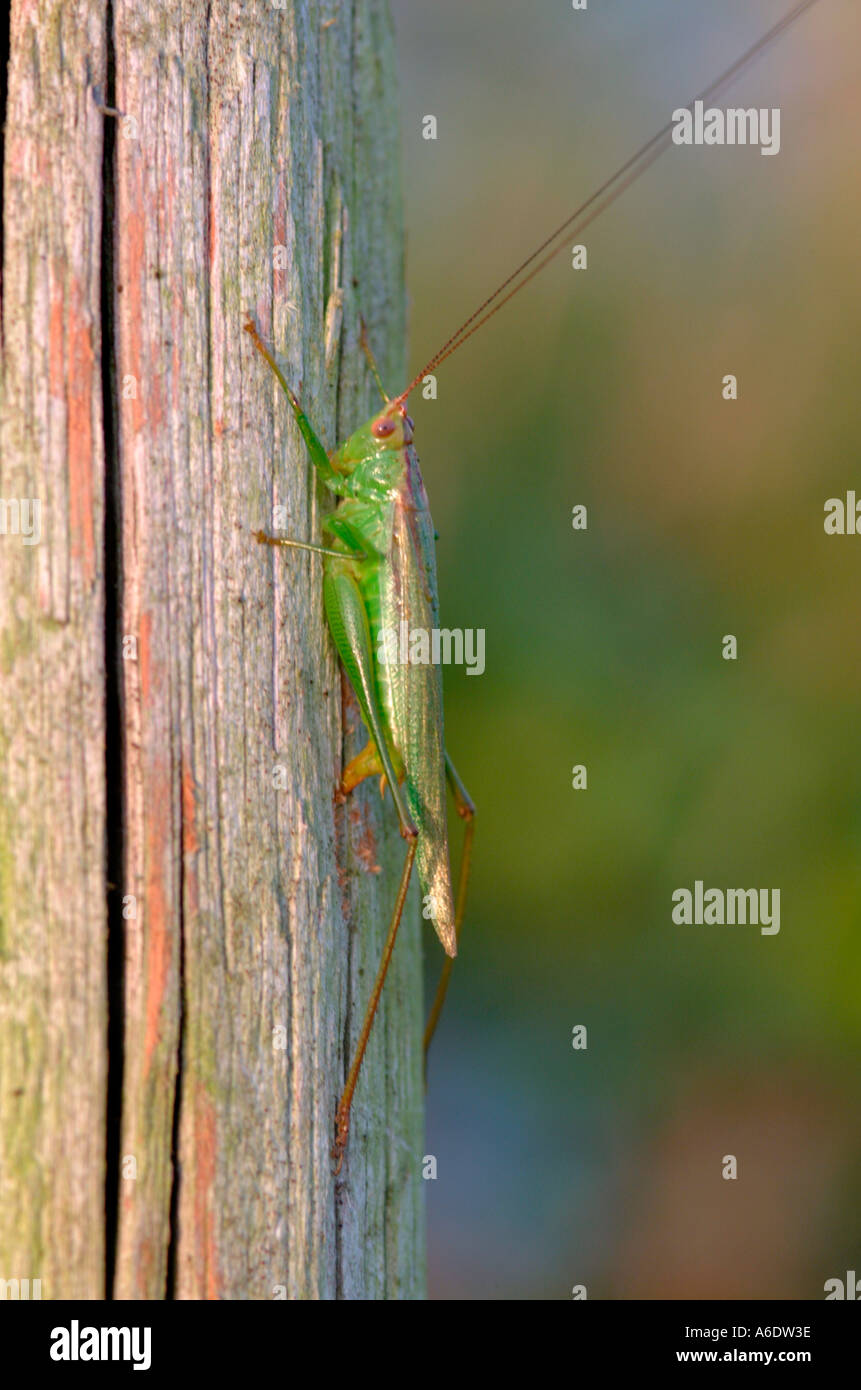 Grasshopper laying eggs hi-res stock photography and images - Alamy