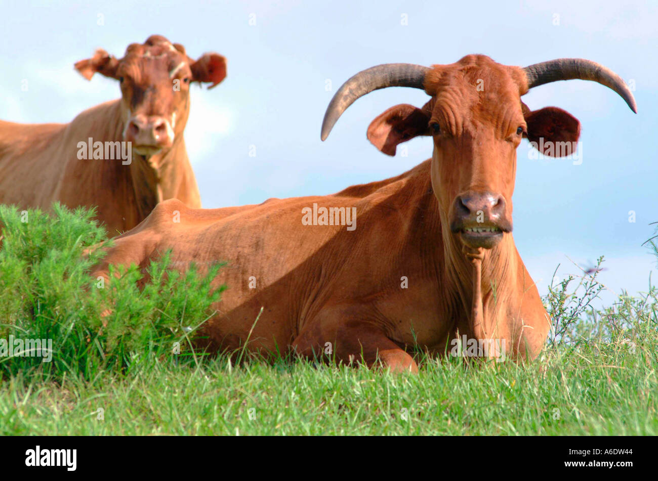 beef cattle cows farming horns ranching Stock Photo - Alamy