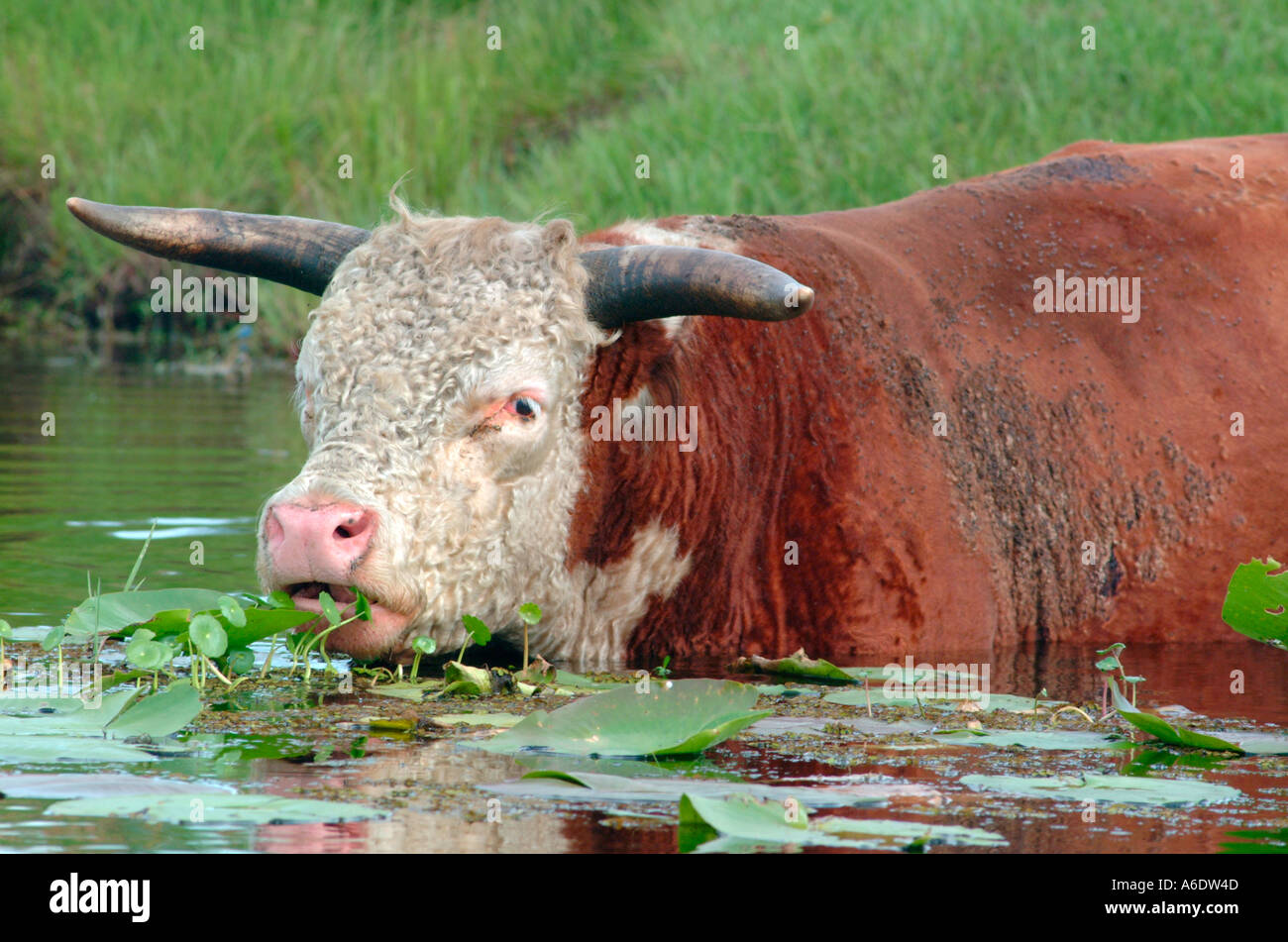 cow standing in the Kissimmee River eating spatter dock beef cattle ...