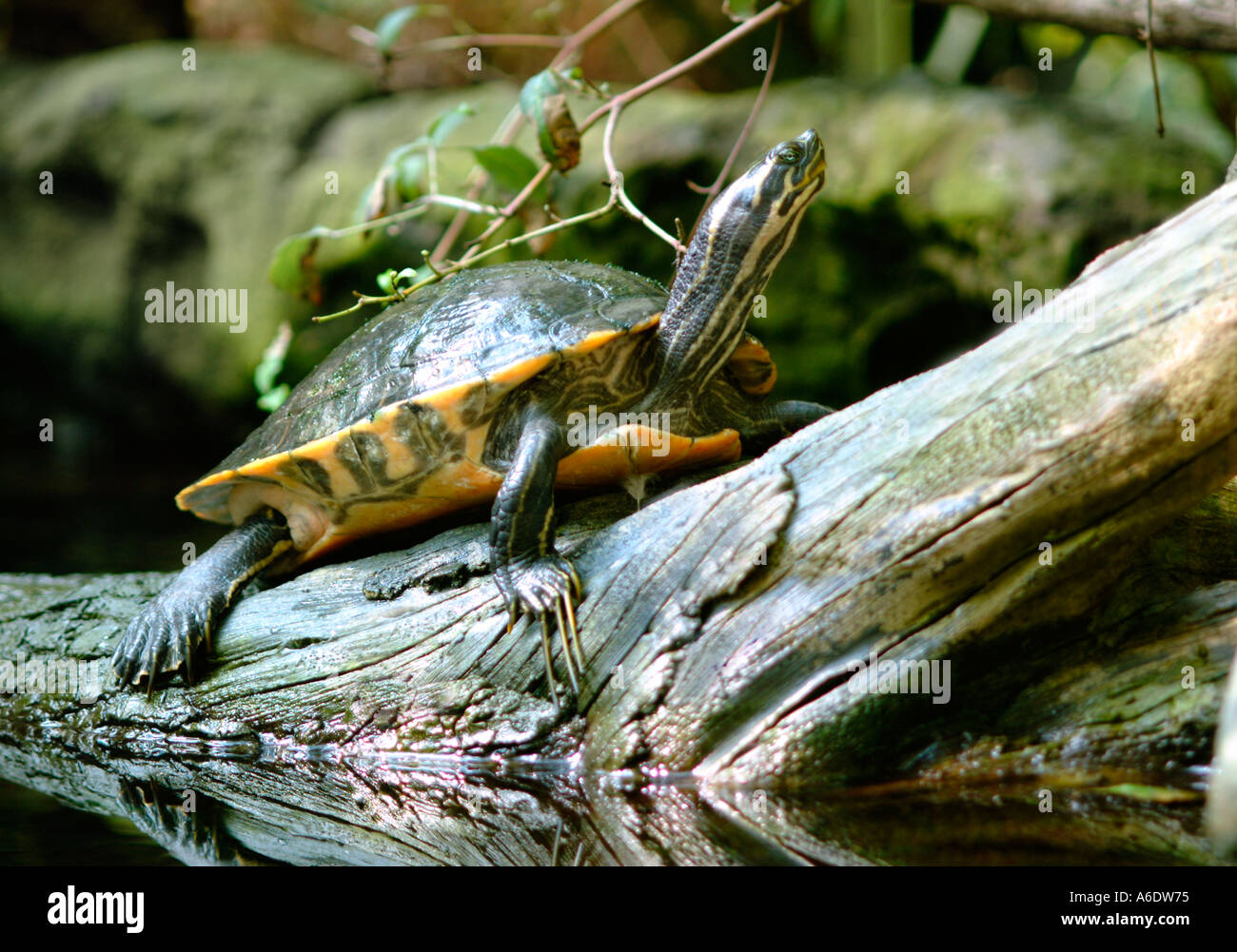 turtle on log Stock Photo - Alamy