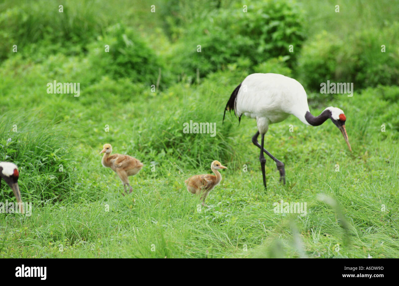 Baby crowned crane hi-res stock photography and images - Alamy