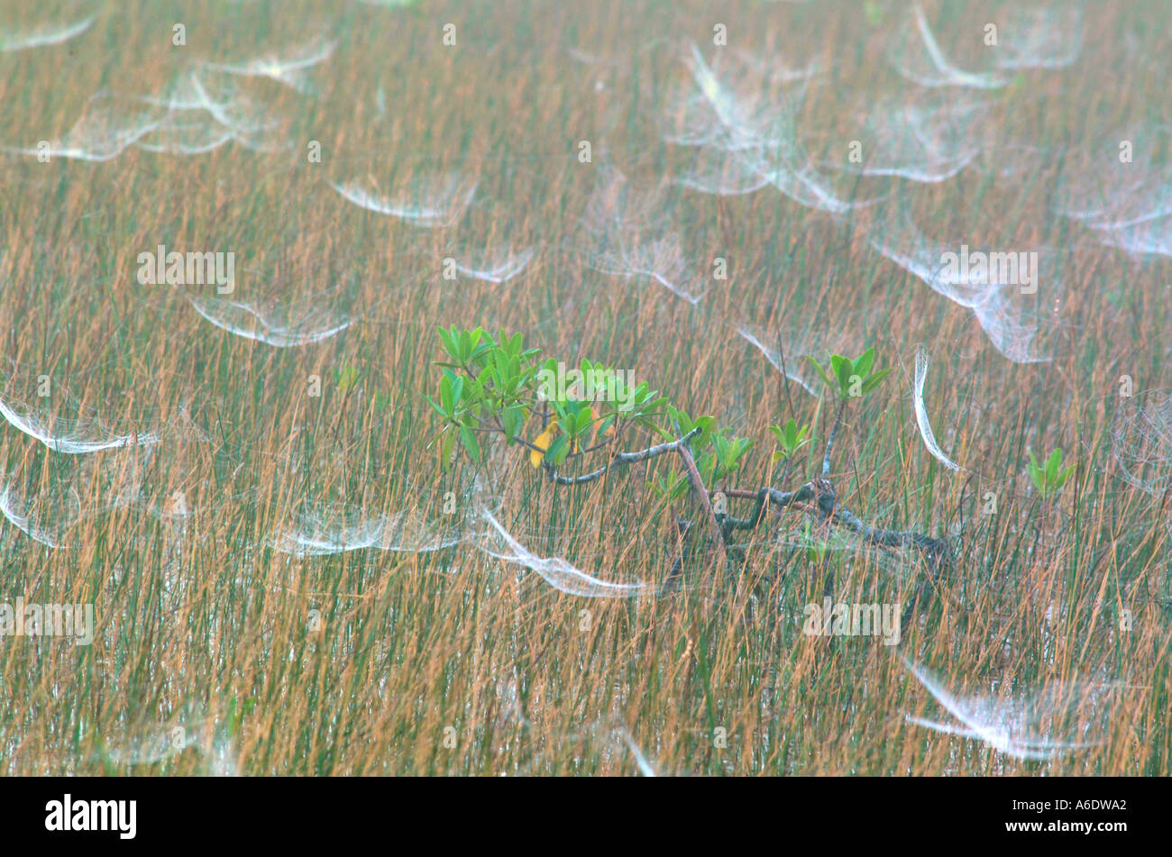Everglades National Park morning fog over the river of grass Spider ...