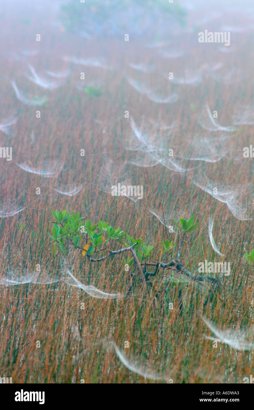 Everglades National Park morning fog over the river of grass Spider ...