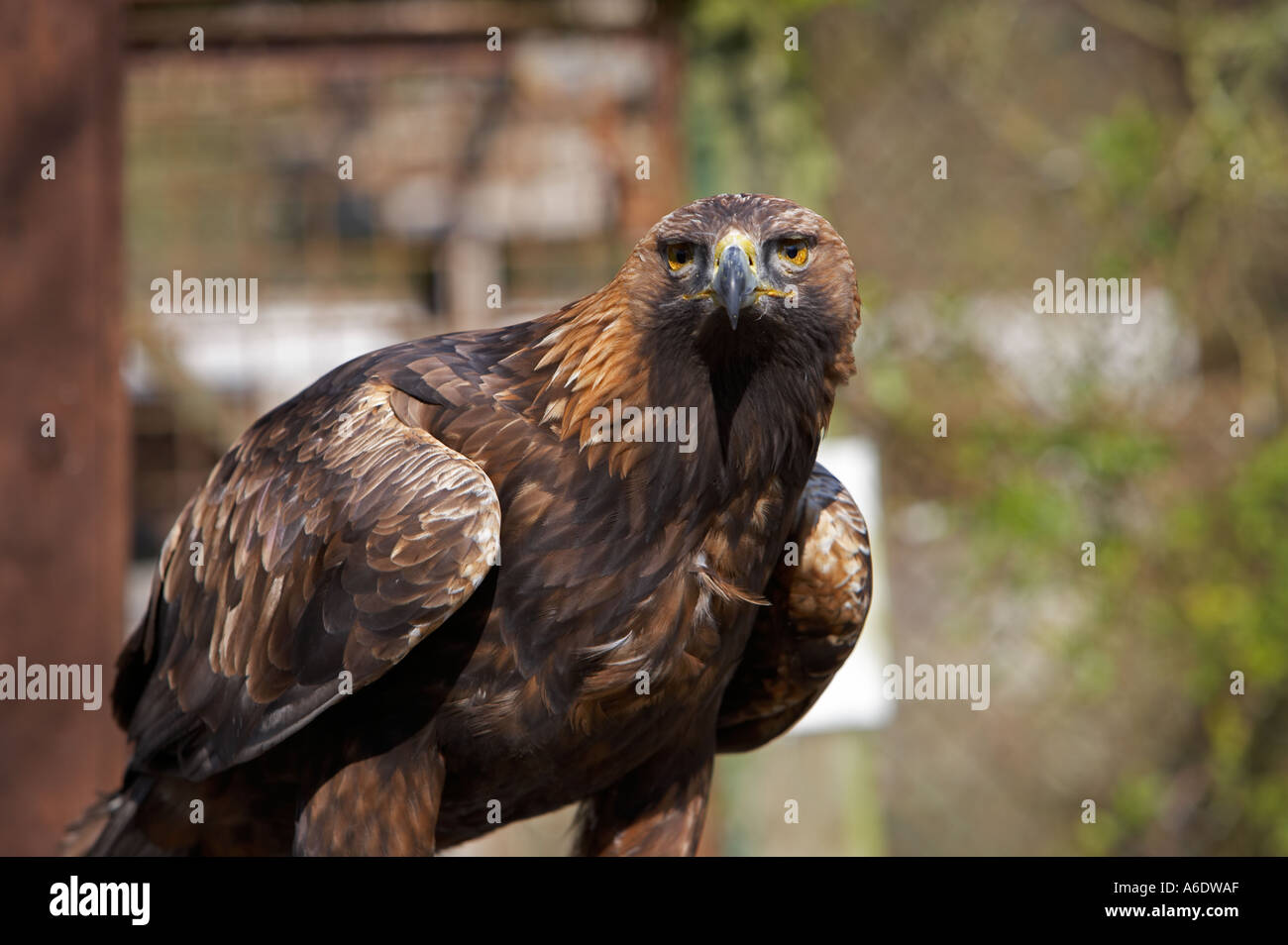 Golden Eagle (Aquila chrysatos) at the Welsh Hawking Centre, Barry ...