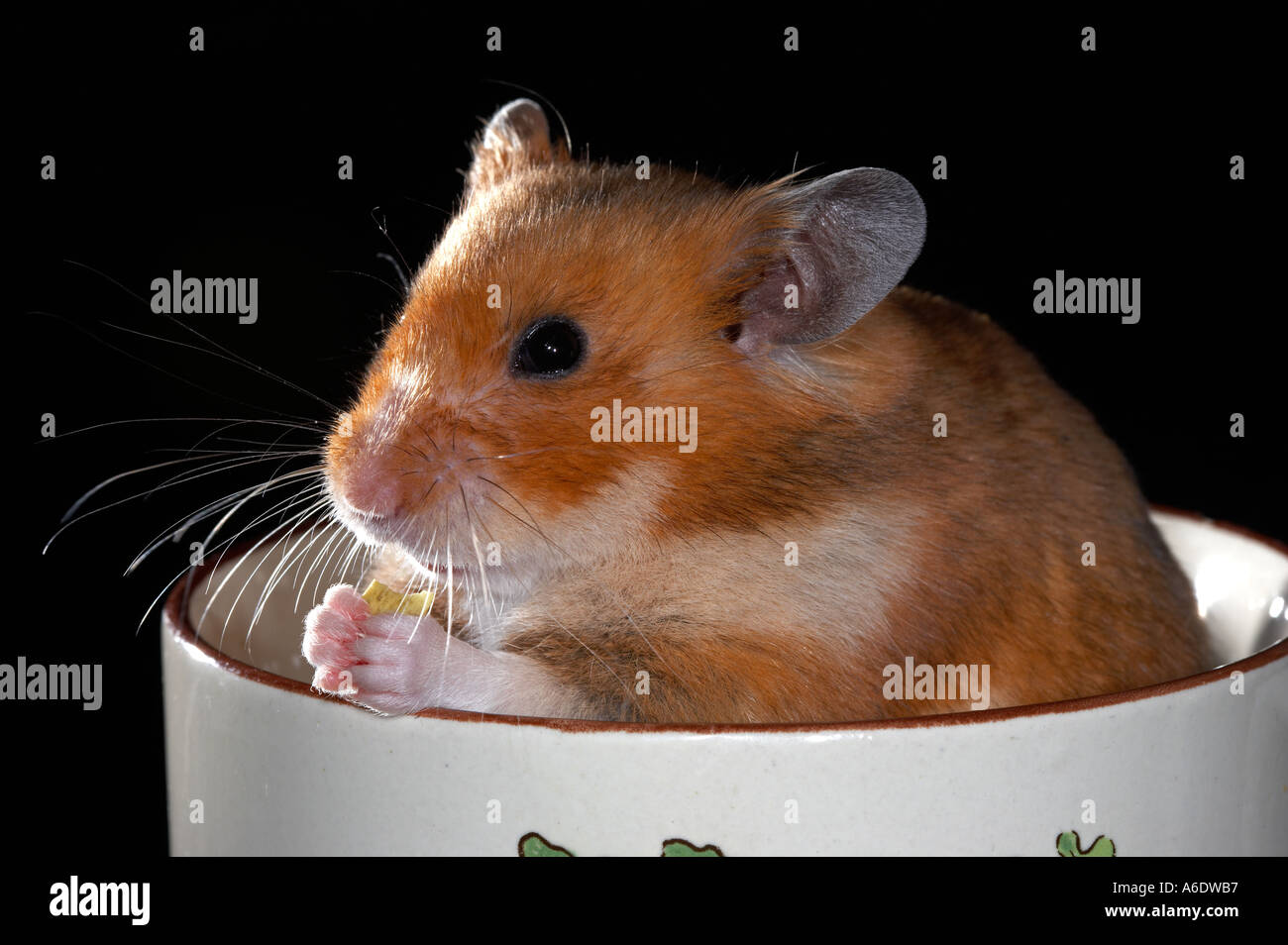 Hamster in a Mug, Eating Stock Photo - Alamy