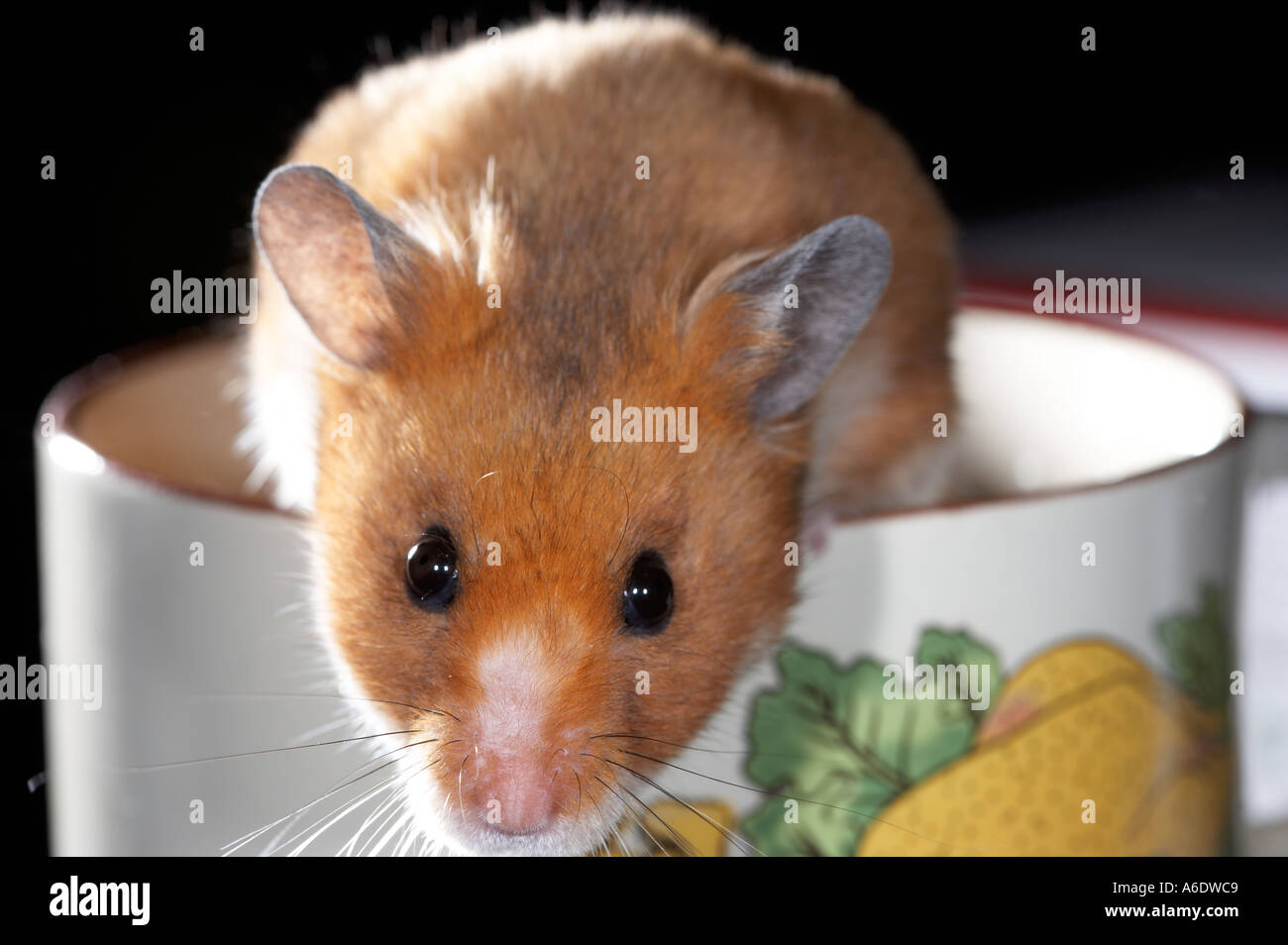 Hamster climbing out of a Cup Stock Photo - Alamy