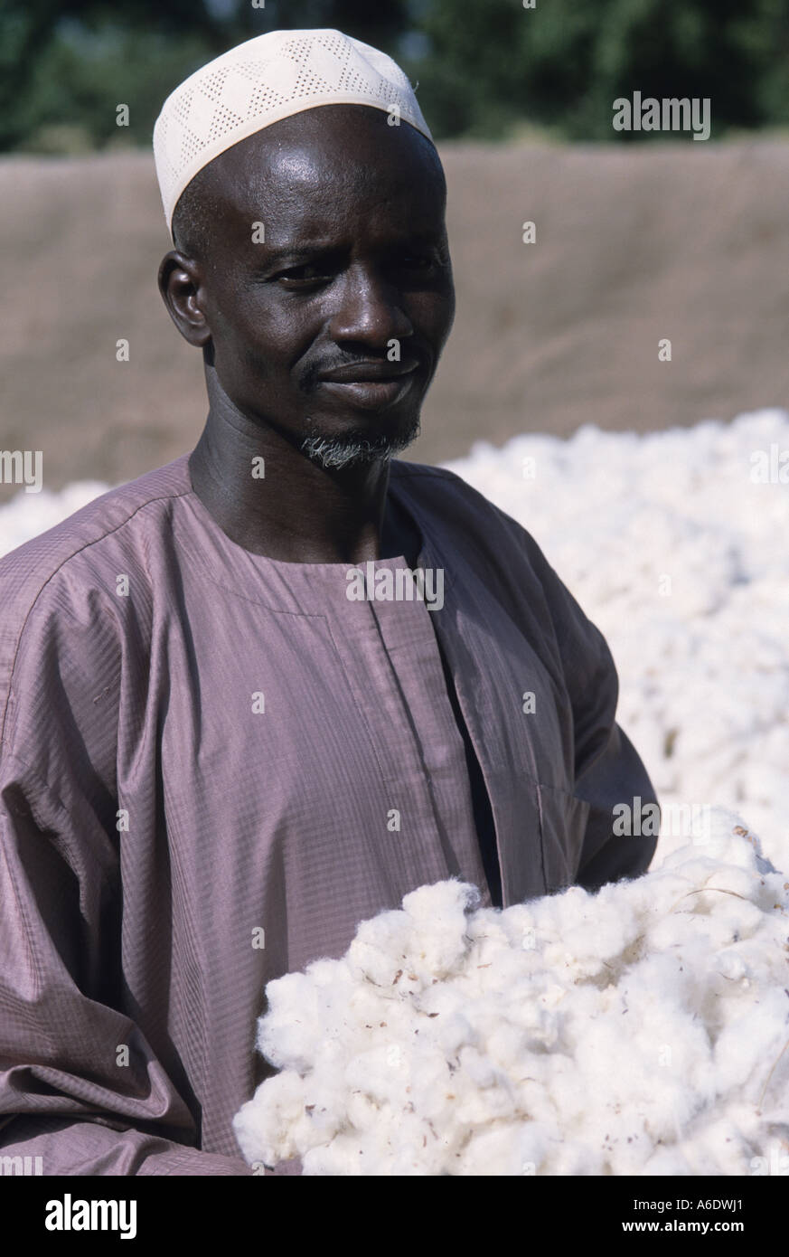 Freshly collected cotton Stock Photo - Alamy
